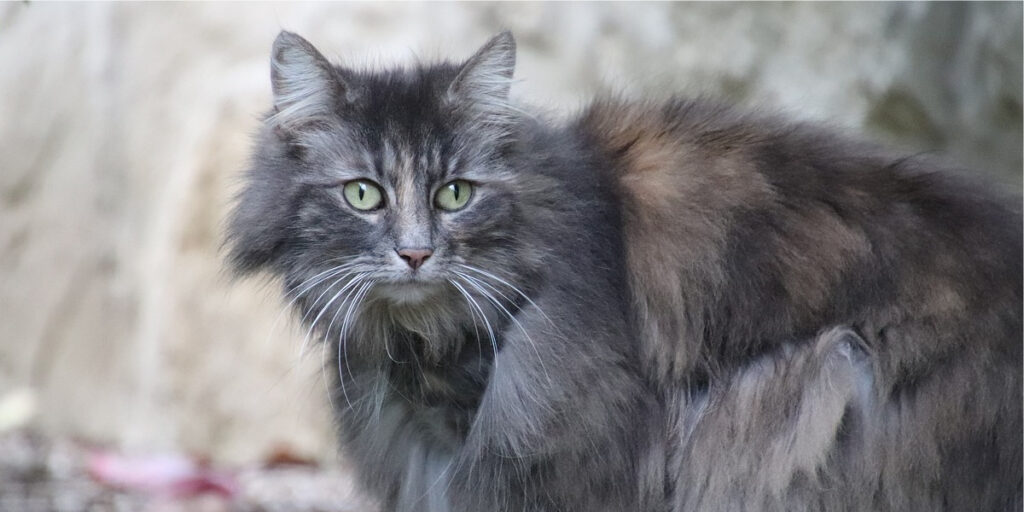 Gato Angorá:descubra características e curiosidades dessa raça