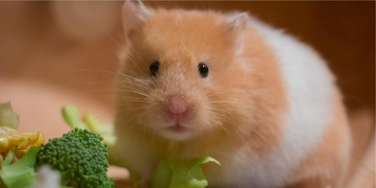 Hamsters: Confira sete curiosidades sobre esses animais