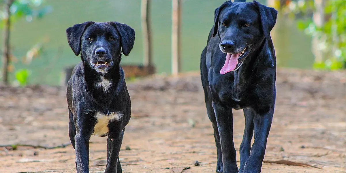 Como adaptar dois cachorros juntos? Veja sete dicas para adaptá-los