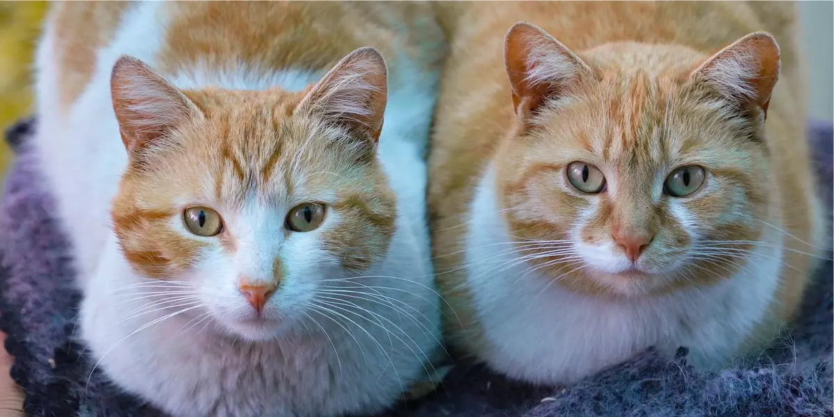4 passos simples que irá ajudar dois gatos se darem bem