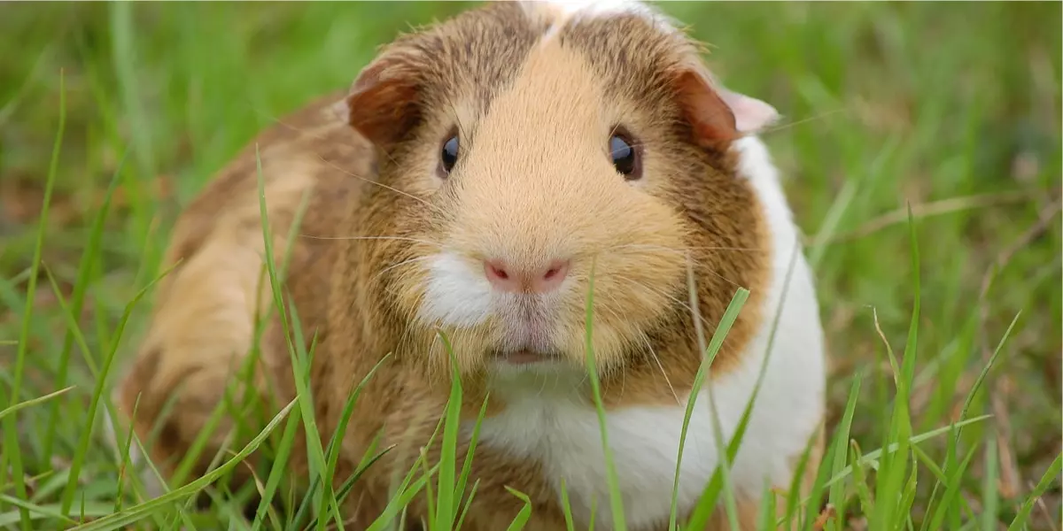 Comportamento do porquinho-da-índia: guia com significados