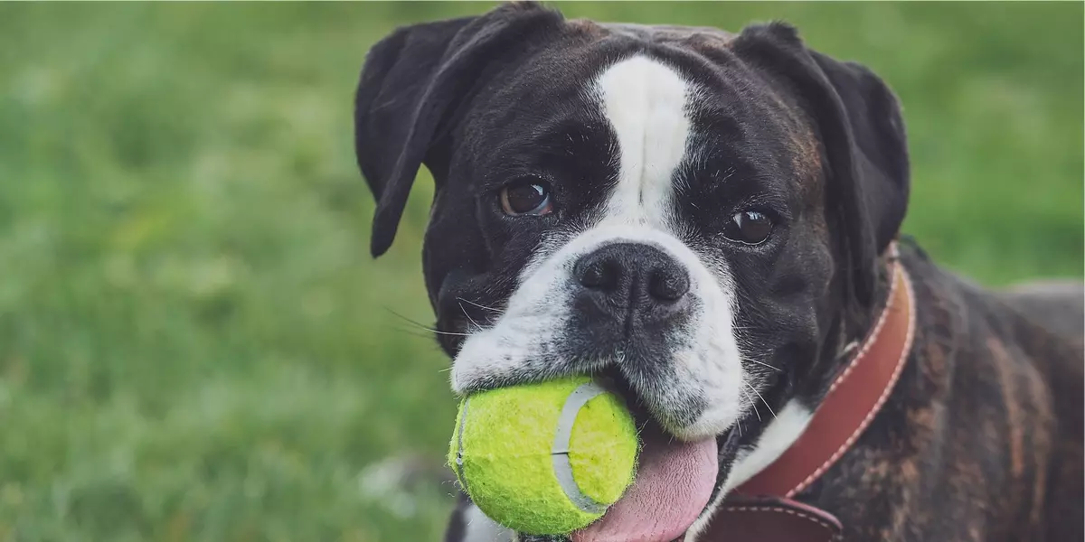 Molosso: veja tudo que você deveria saber desse grupo de cães