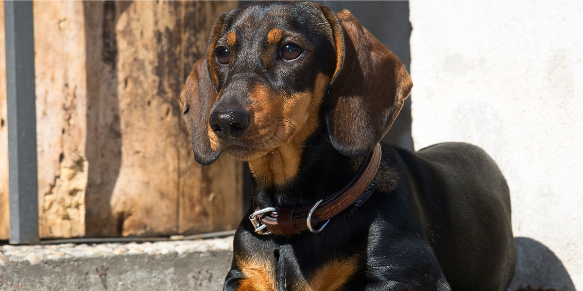 Dachshund: o que deveria saber antes de ter cachorro salsicha