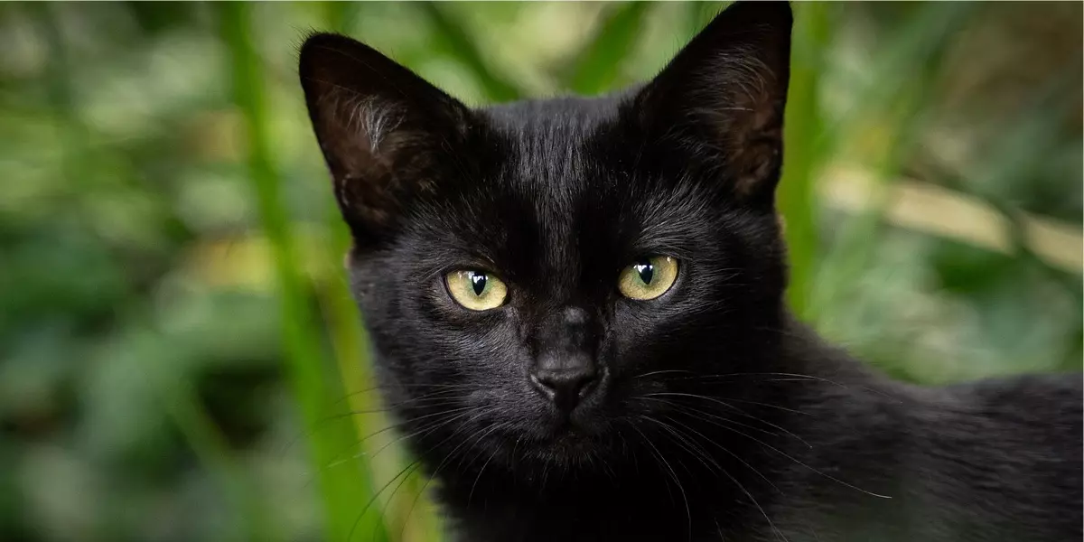 Gato preto: o que todos deveriam saber desse felino encantador