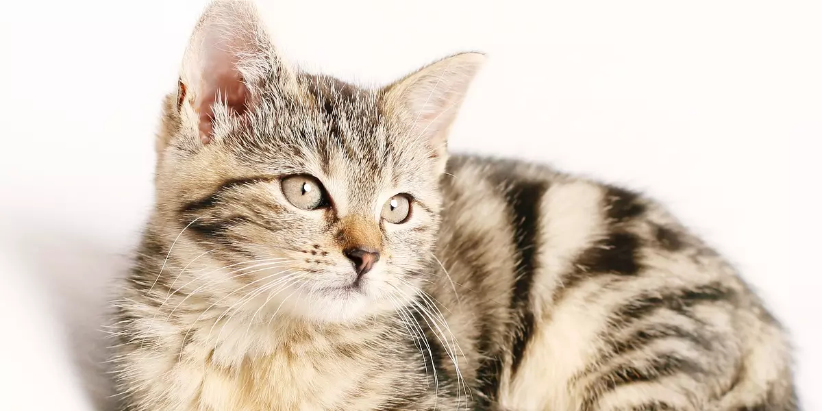 O que nunca te contaram sobre o gato rajado- Saiba agora!