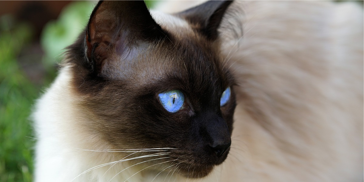 Gato siamês: tudo o que você precisa saber antes de ter um