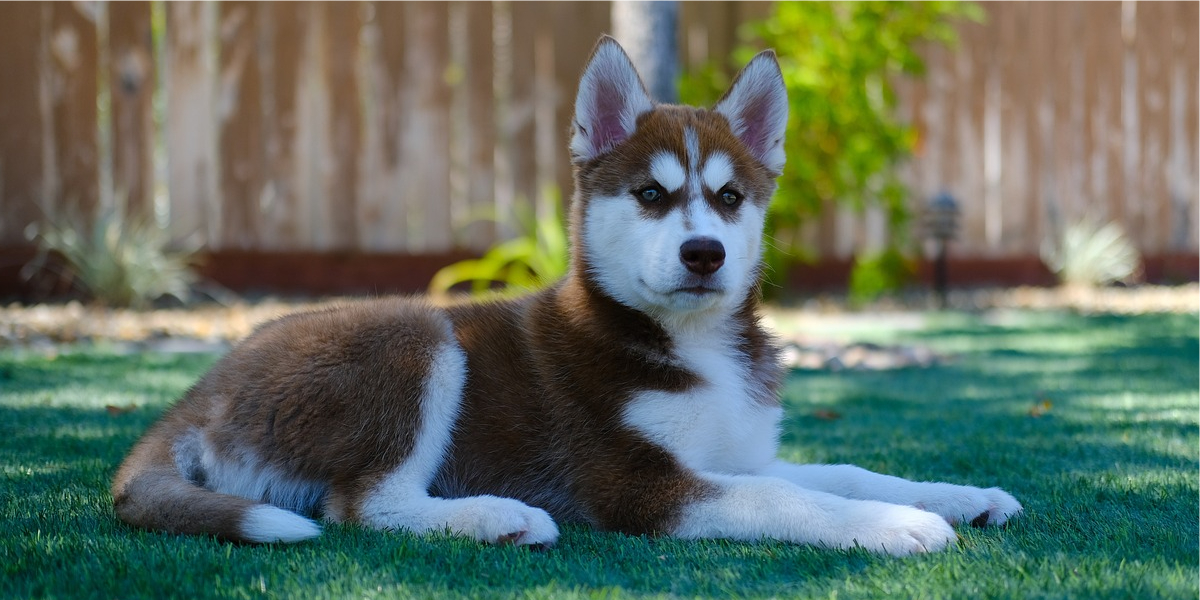 O que todos deveriam saber antes de ter um Husky Siberiano