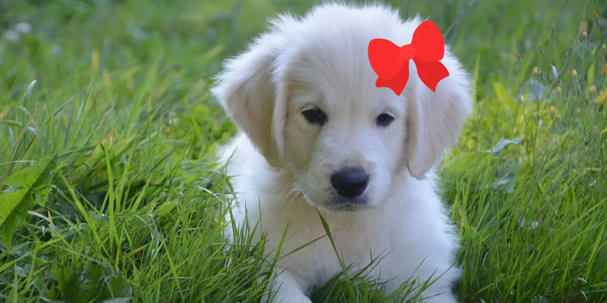 150 opções criativas de nomes de cachorro fêmea para se inspirar