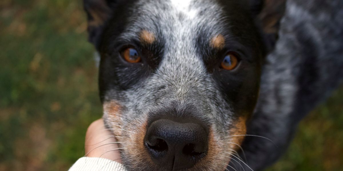 6 curiosidades [incríveis] do cachorro burriler
