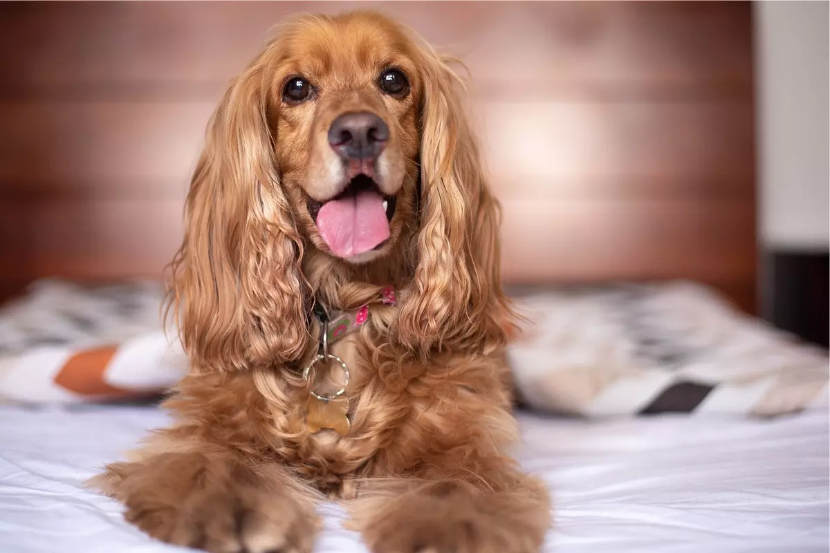 Cocker Spaniel: guia completo sobre essa raça encantadora
