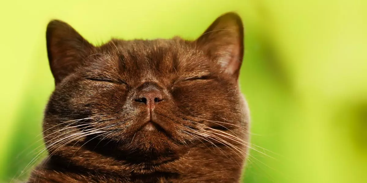 Gato marrom: veja aqui tudo sobre as raças do gato dessa cor