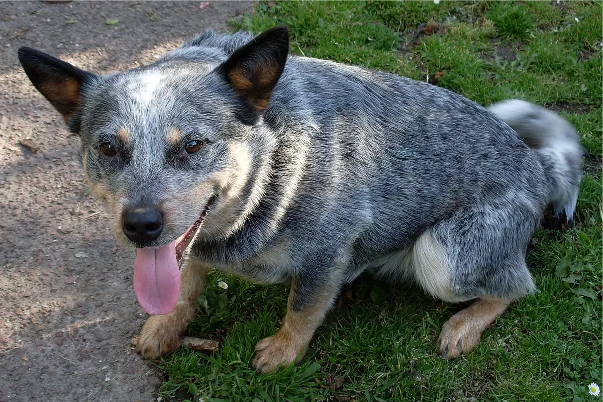 Burriler: veja um resumo simples dessa raça leal e encantadora