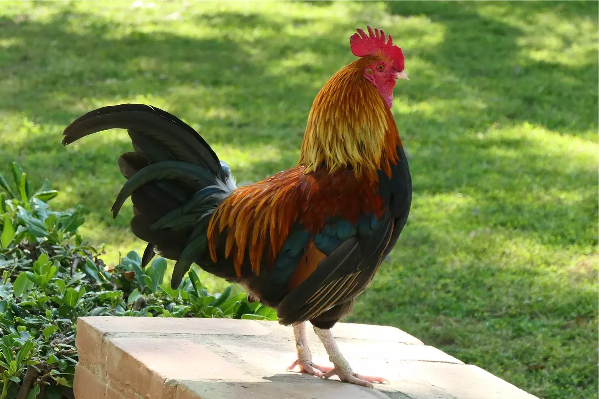 Nomes para galos:+150 opções encantadoras para se inspirar