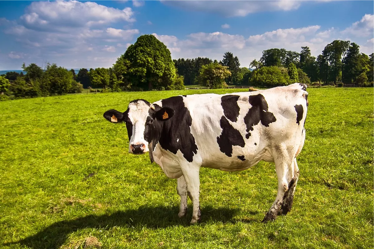 Nomes para vacas:+de 120 opções encantadoras para se inspirar