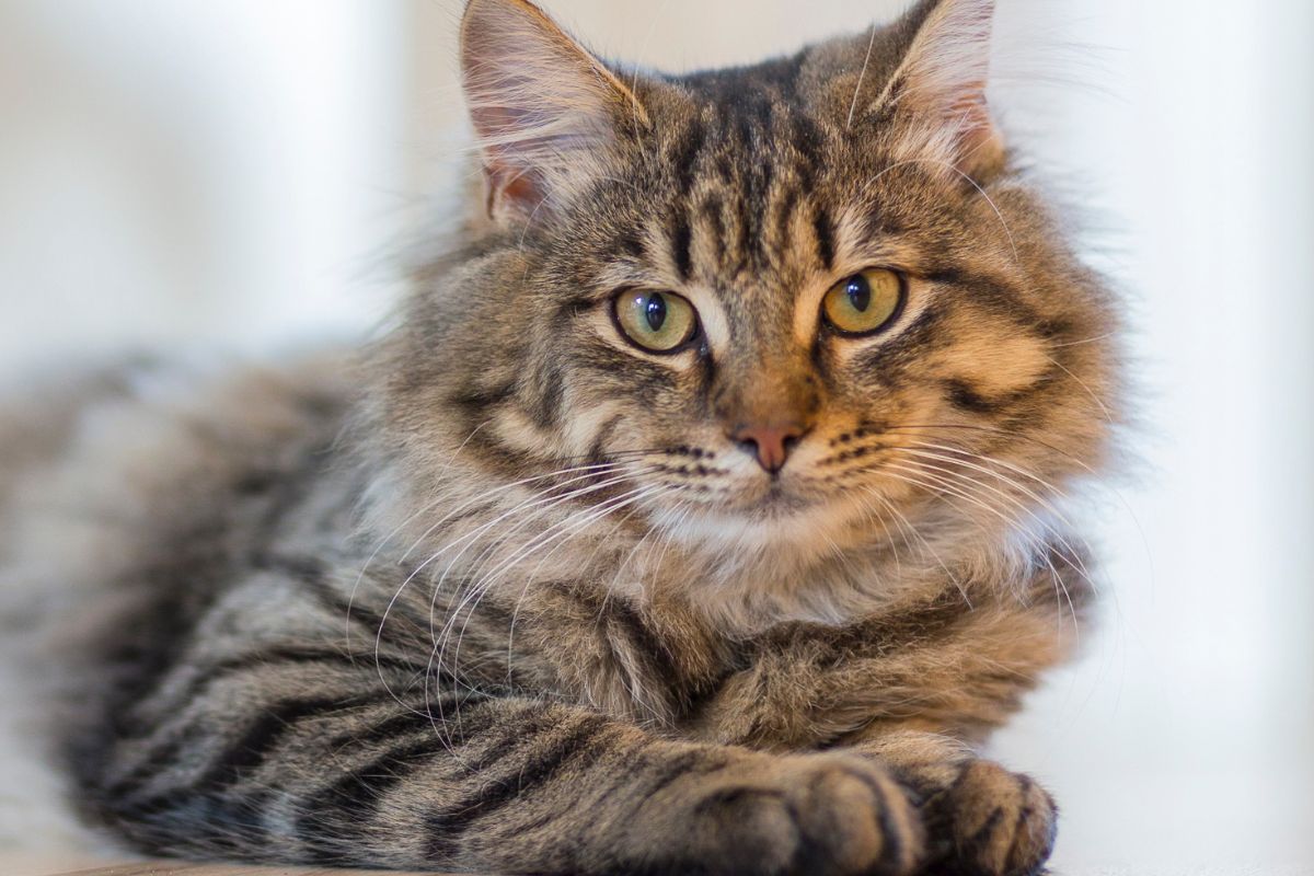 Gato malhado: saiba tudo sobre esse gato encantador