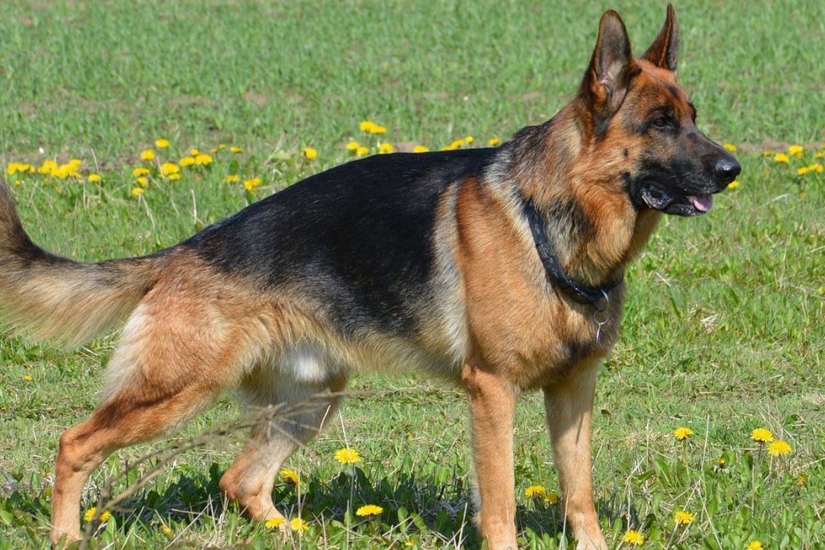 Nome Da Maior Raca De Cachorro Do Mundo Da Pré História Que Ocorreu