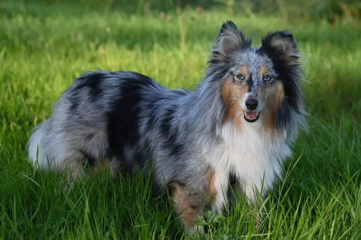 Pastor de Shetland: saiba tudo sobre o Sheltie aqui