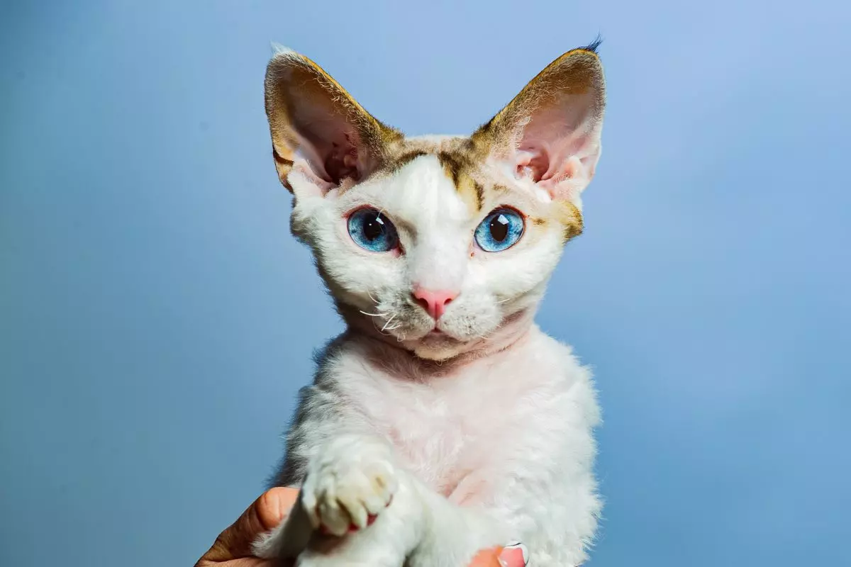 Raças de gatos pequenos: veja as seis principais