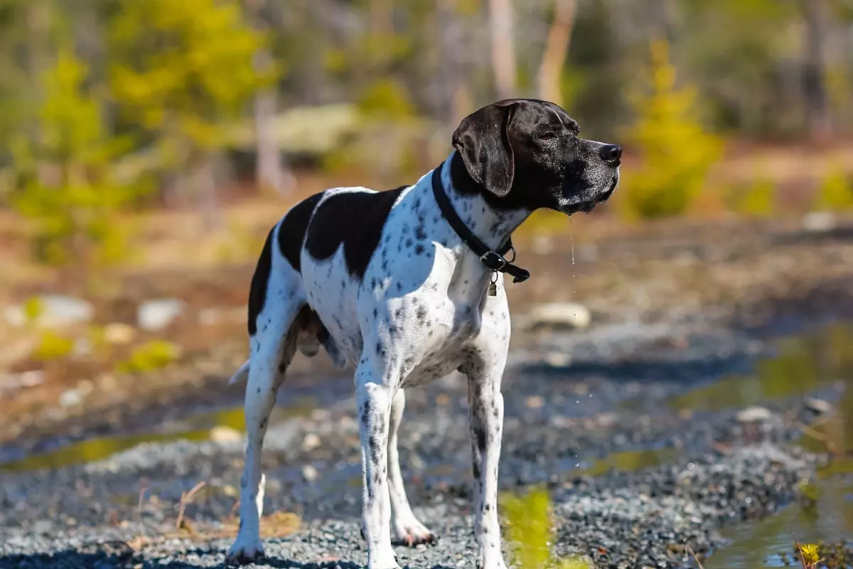 Perdigueiro Português: saiba tudo sobre essa raça encantadora