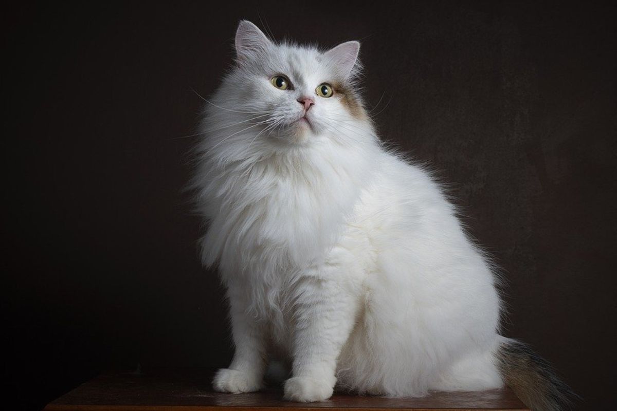 Gato peludo: 8 raças de gato com a pelagem longa