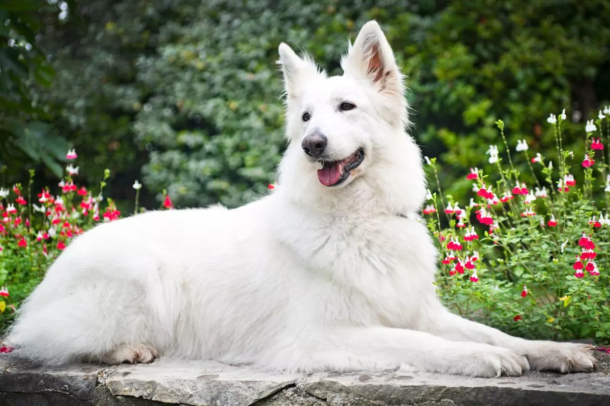 Pastor Branco Suíço: saiba tudo sobre essa raça encantadora!