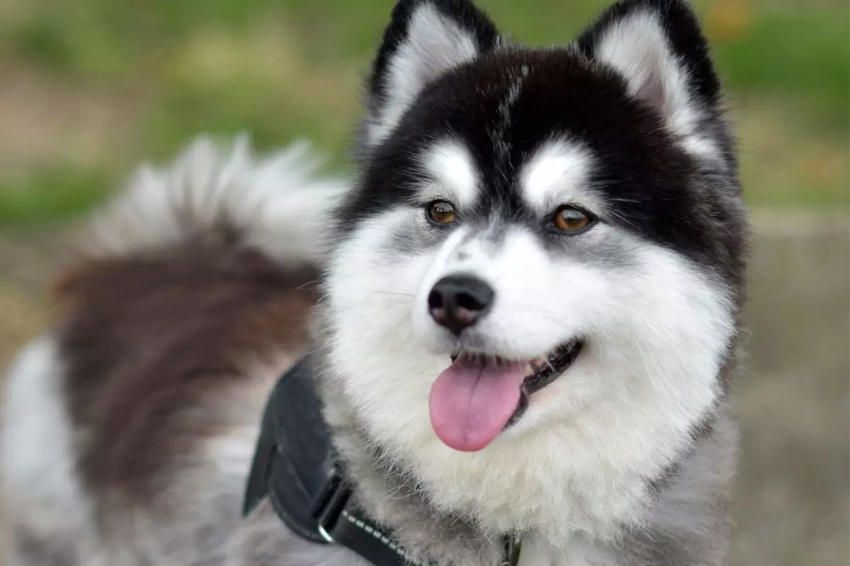Pomsky: saiba tudo desse cachorro fofinho e encantador!