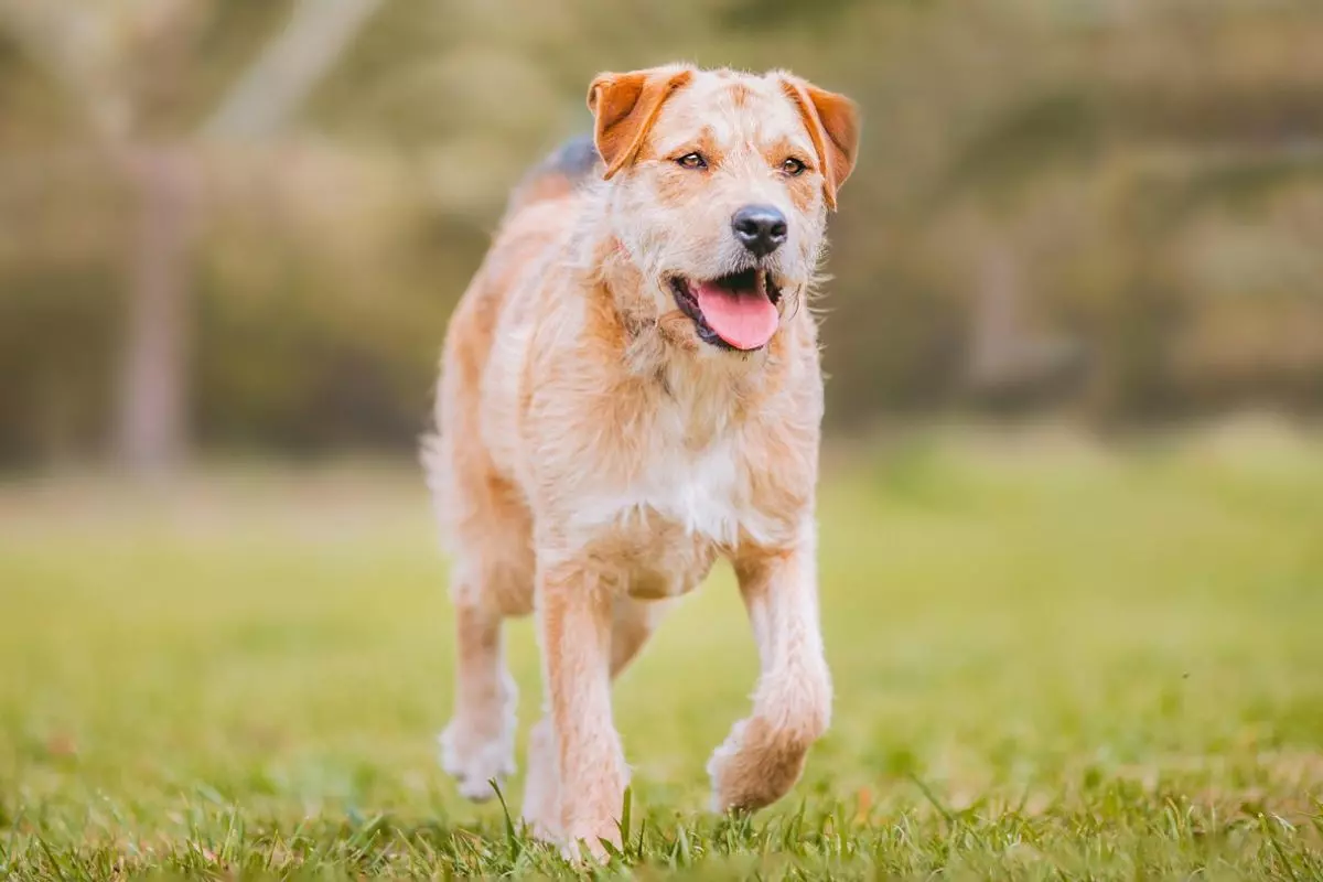 Border Terrier : saiba tudo sobre esse cachorro encantador