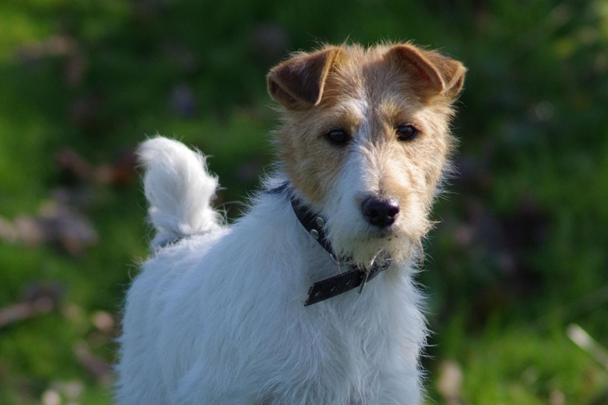 Fox Terrier: saiba tudo sobre essa raça encantadora