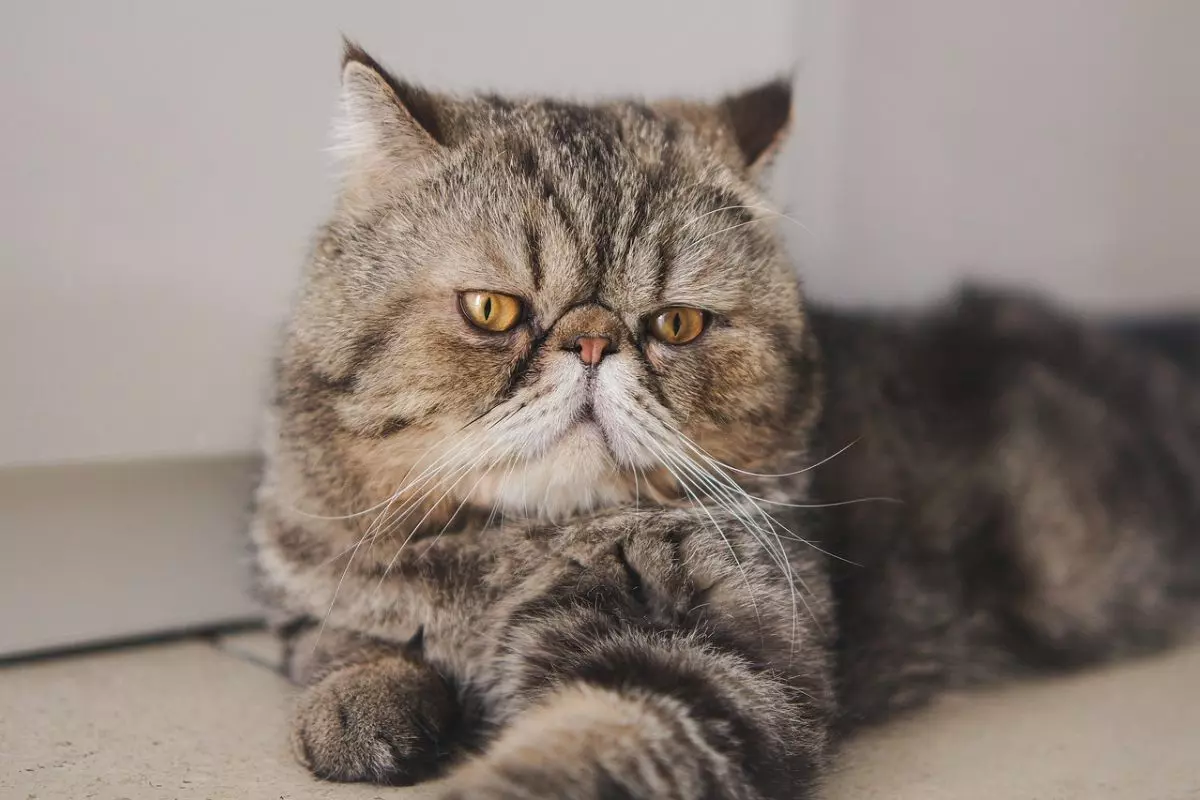 Gato Exótico: saiba tudo sobre esse gato encantador